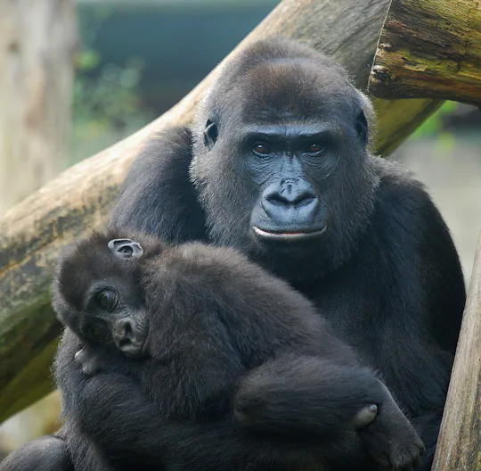 This Toddler Playing With A Baby Gorilla At The Zoo Is Killing Me ...