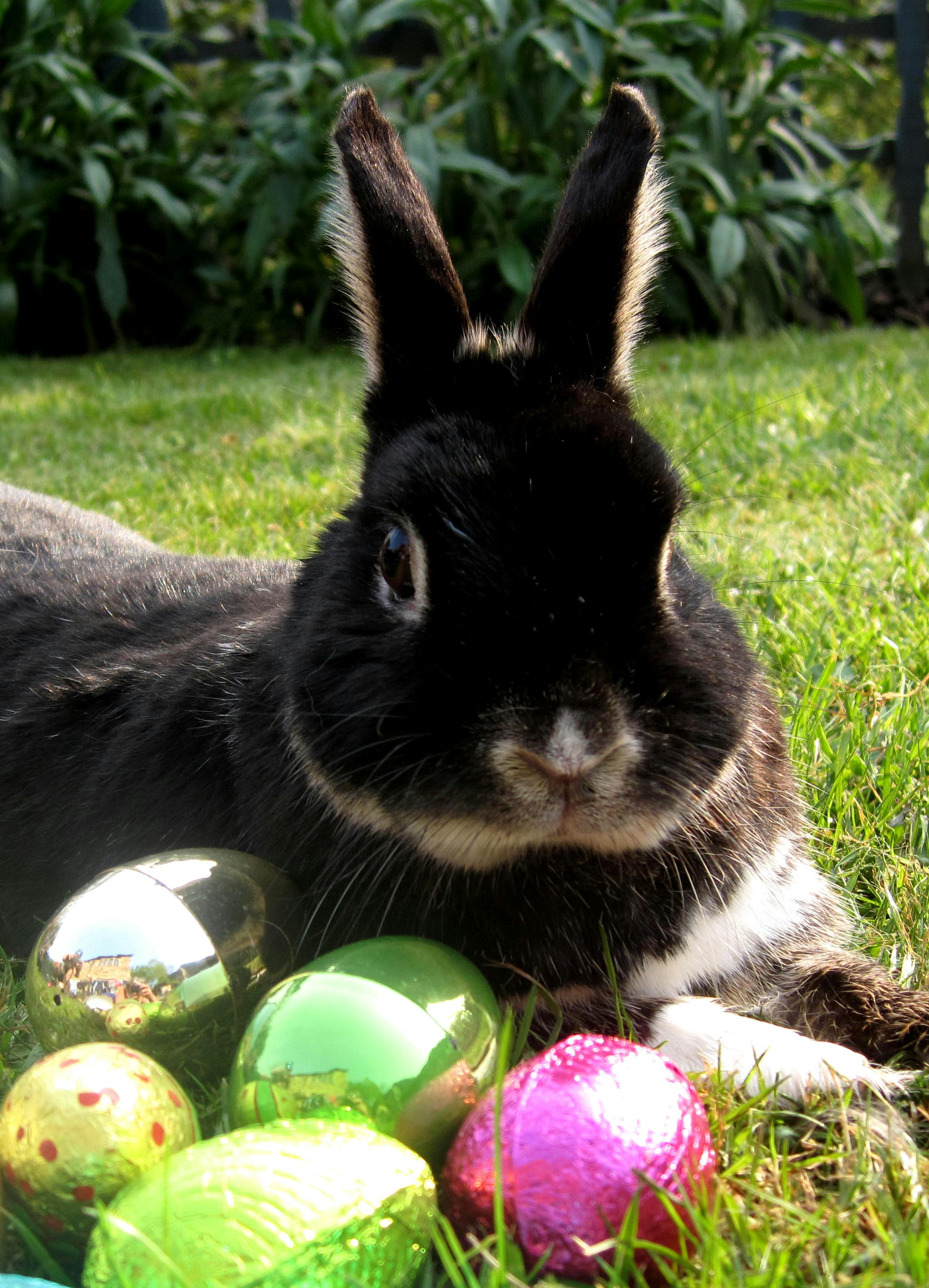 What's The History Of The Easter Bunny?