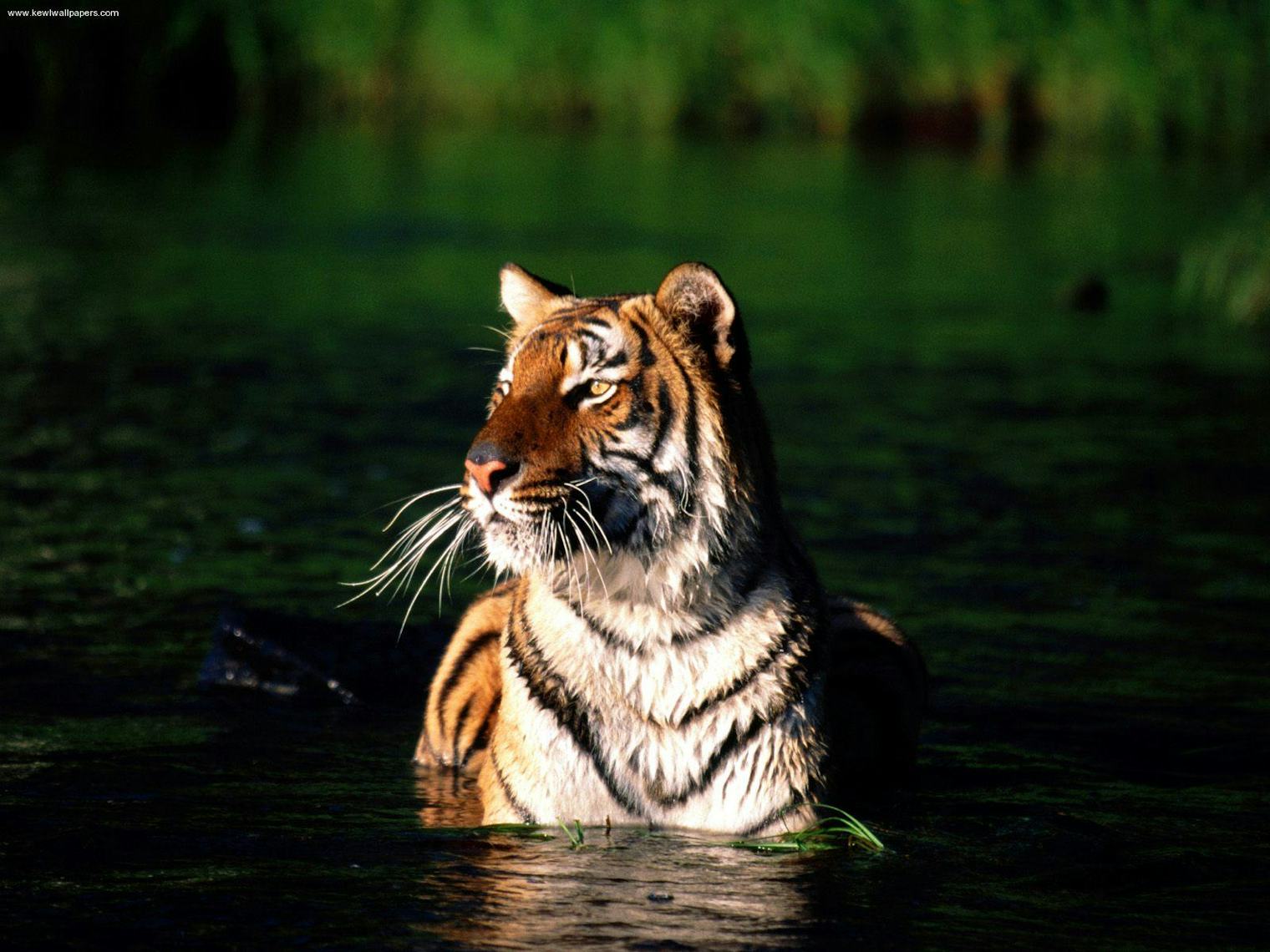 Which Animals Are In The Jungle Book The Characters Can All Be Found which-animals-are-in-the-jungle-book-the-characters-can-all-be-found