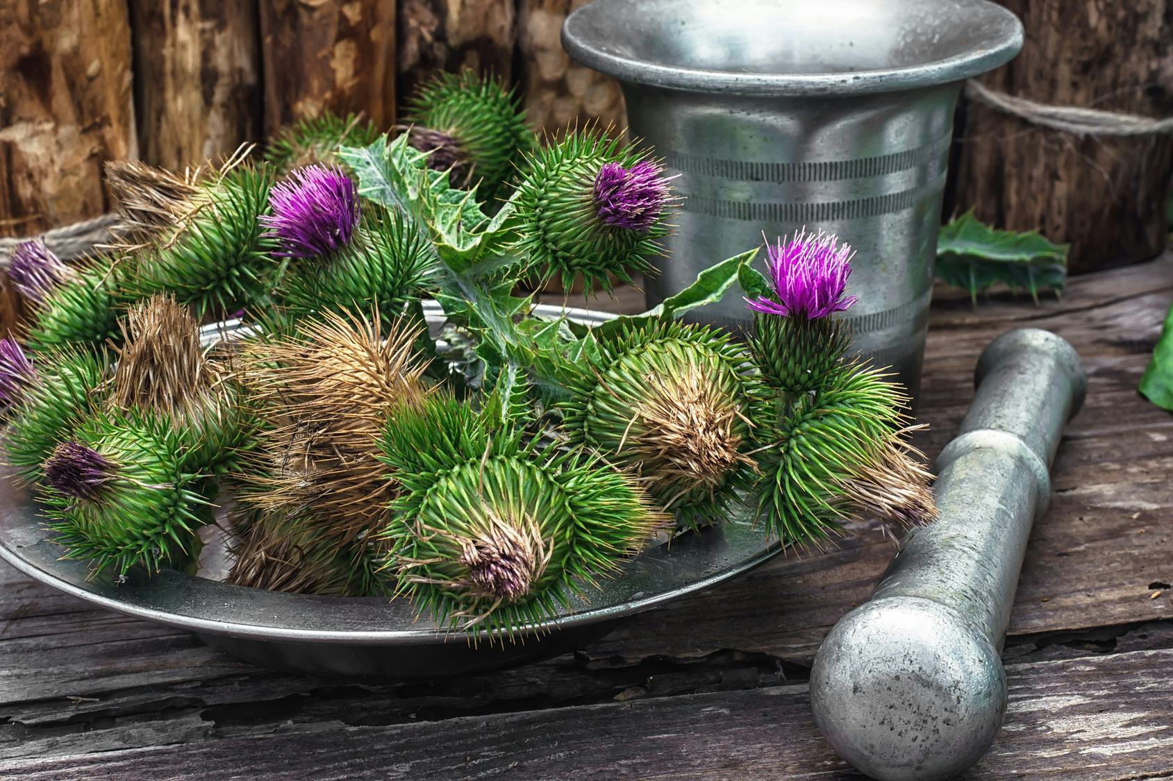 What Is Milk Thistle? It Has A Lot More Benefits Than You Might Think