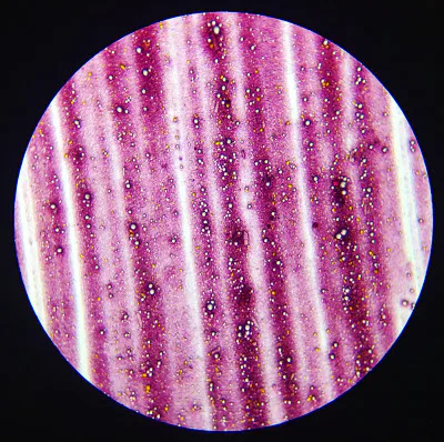 This Woman Put Her Lipstick Under A Microscope & What She Found Is ...