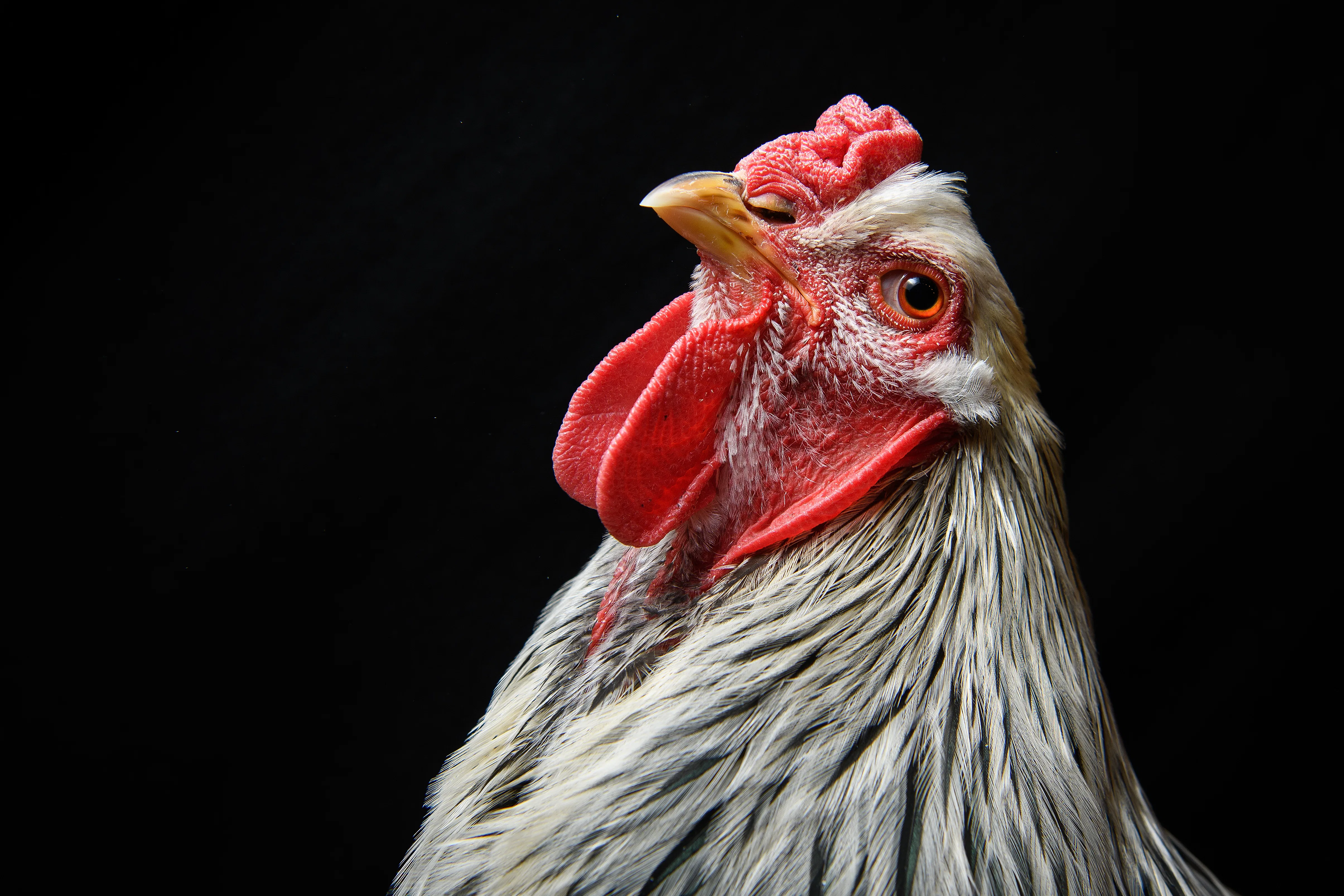 Memes & Tweets About The Giant Chicken Video That Prove Everyone Is ...