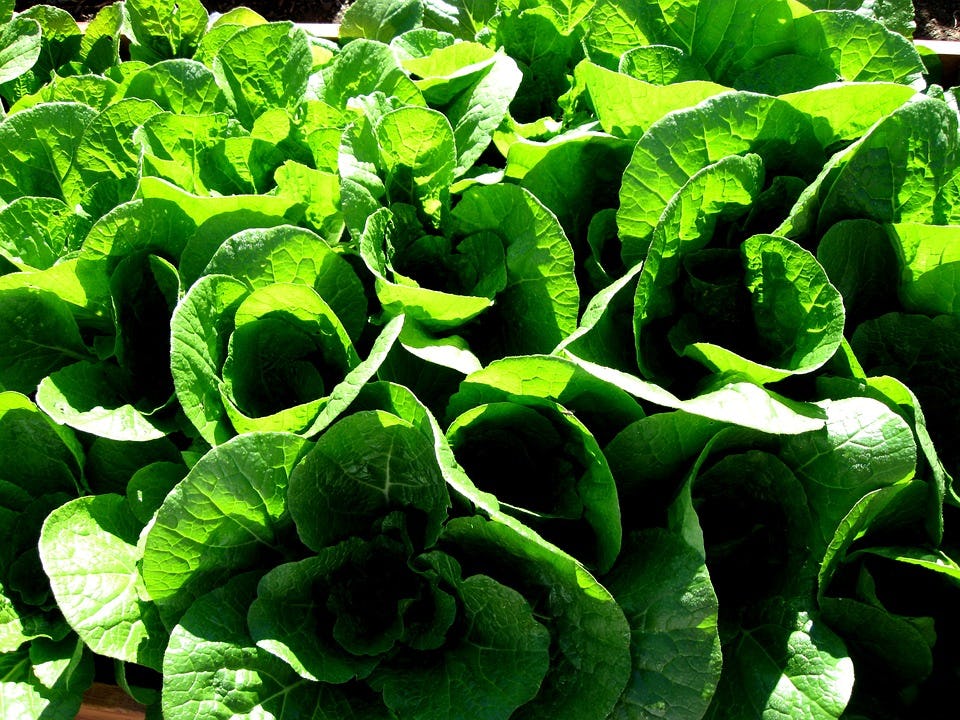 The 30 Most Nutritious Vegetables That Will Make You Feel Energetic