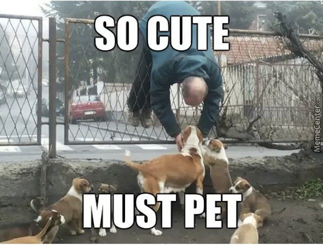 Hilarious Pet Memes For National Pet Day 2017 That Are Super Relatable