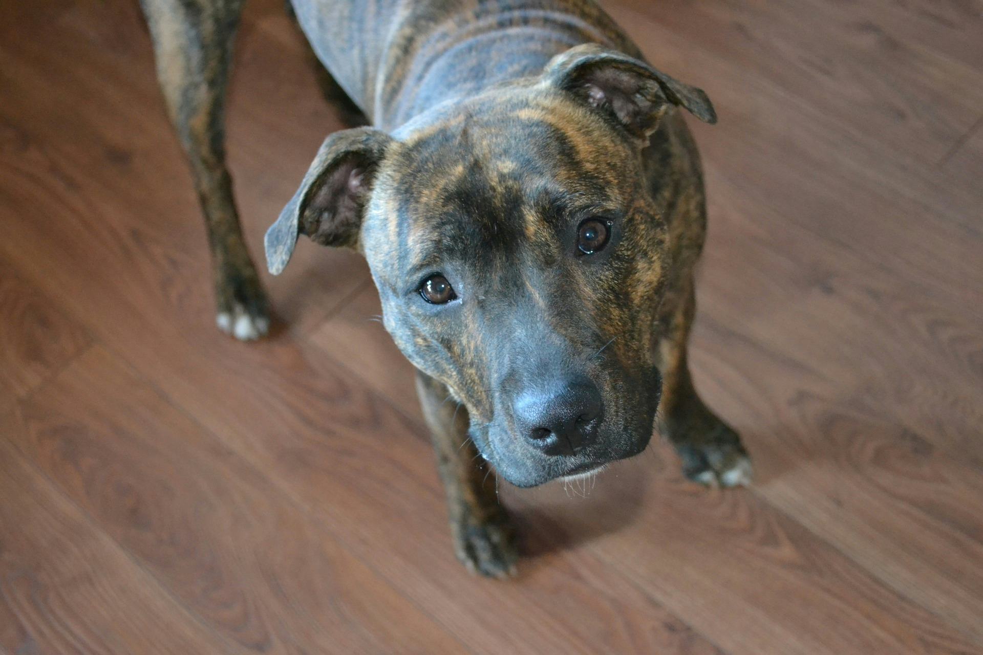 Are Pit Bulls Safe For Kids Under 5? Some Things To Consider Before ...