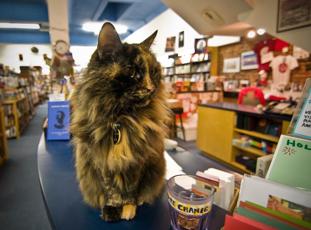 12 Of The Most Beautiful Bookstores In The United States