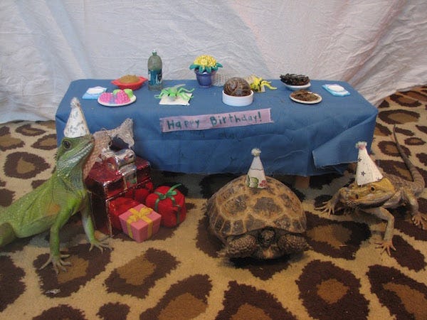 Creative Woman Dresses Up Her Pet Lizards In Hilarious Outfits (Photos)