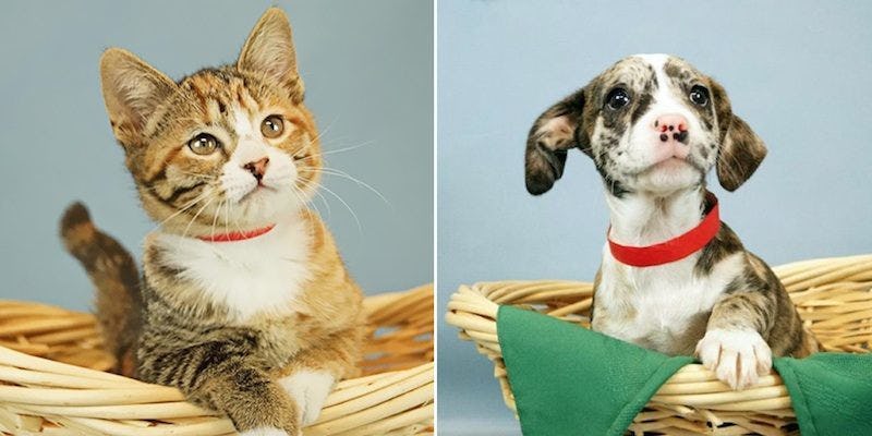 Animal Shelter Delivers Cute Animals To Your Office For Some Stress Relief