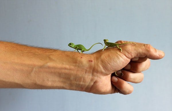 Tiny Newborn Chameleons Are The Surprisingly Adorable Pet You Want