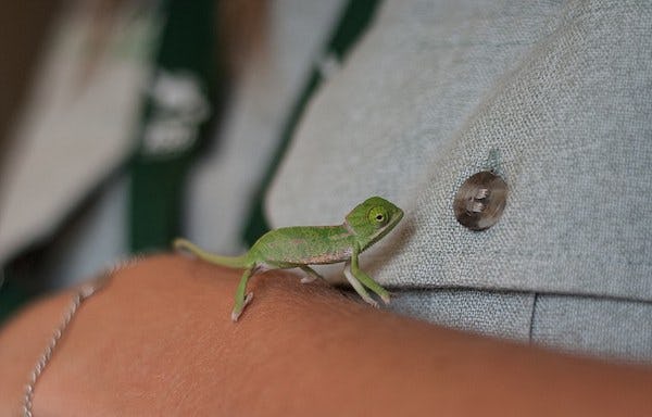 Tiny Newborn Chameleons Are The Surprisingly Adorable Pet You Want