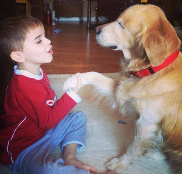 Smiley The Blind Golden Retriever Became The Perfect Therapy Dog (Photos)