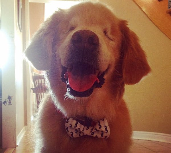 Smiley The Blind Golden Retriever Became The Perfect Therapy Dog (Photos)