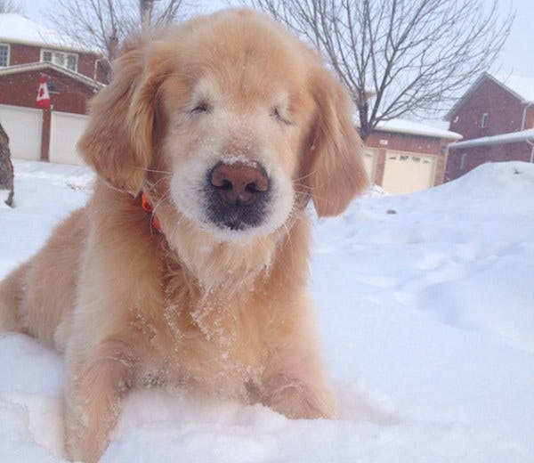 Smiley The Blind Golden Retriever Became The Perfect Therapy Dog (Photos)
