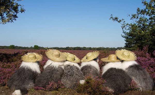 These Adorable Sheepdog Siblings Are The Cutest Best Friends Ever (Photos)