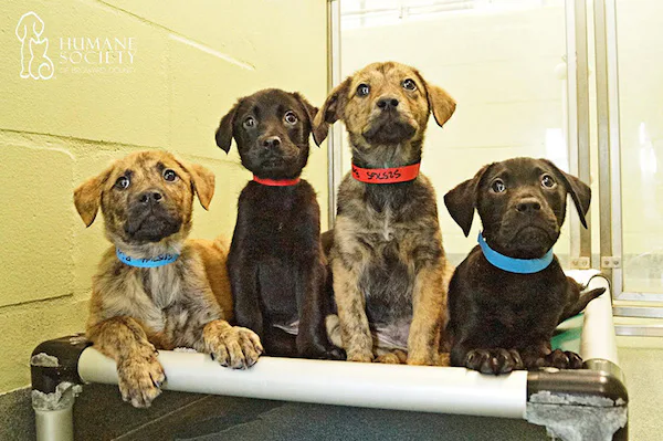 Animal Shelter Delivers Cute Animals To Your Office For Some Stress Relief