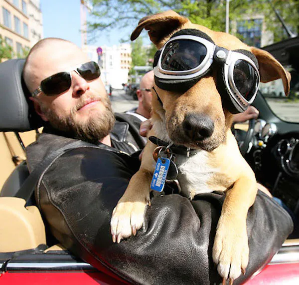 25 Hilarious Pictures Of Pets That Look Exactly Like Their Owners