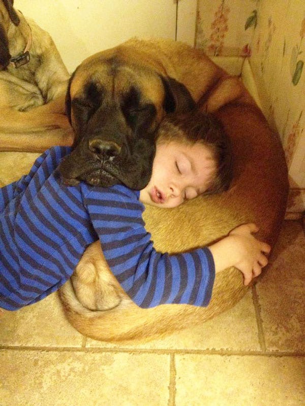 25 Hilarious Pictures Of Pets That Look Exactly Like Their Owners