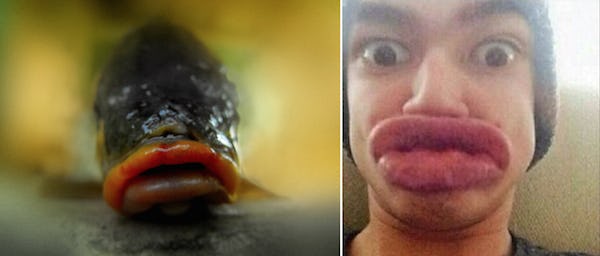 12 Fish That Look Just Like Girls Who Did The Kylie Jenner Challenge