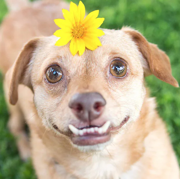 14 Animals That Definitely Could Have Used Braces Growing Up (Photos)