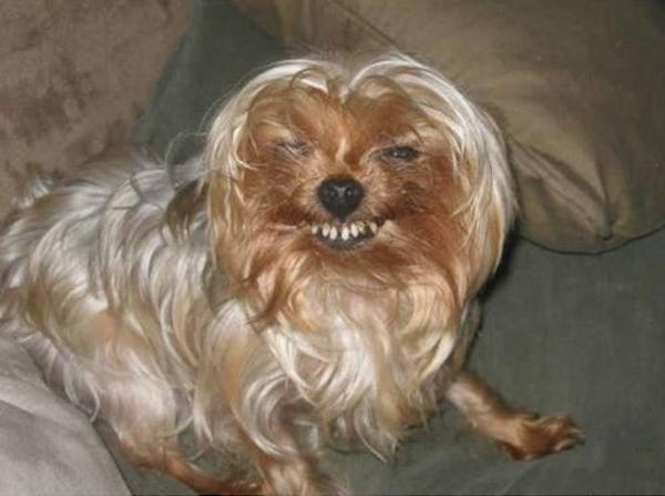 14 Animals That Definitely Could Have Used Braces Growing Up (Photos)