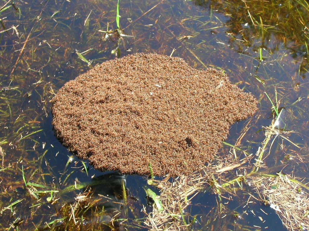 The Way Ants Survive A Flood Will Blow Your Mind (Video)