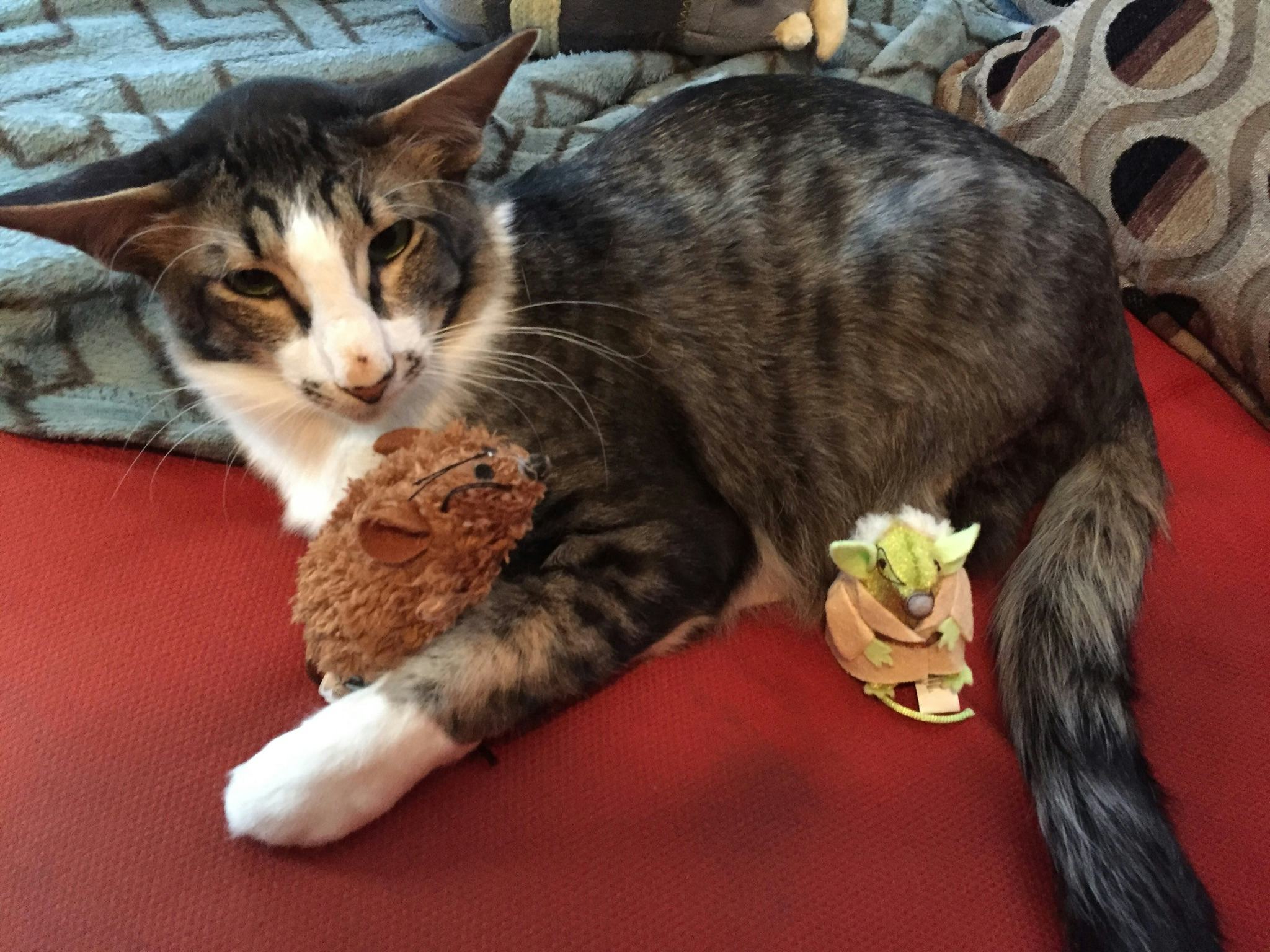 I Adopted That Viral Internet Cat Who Looks Like Adam Driver