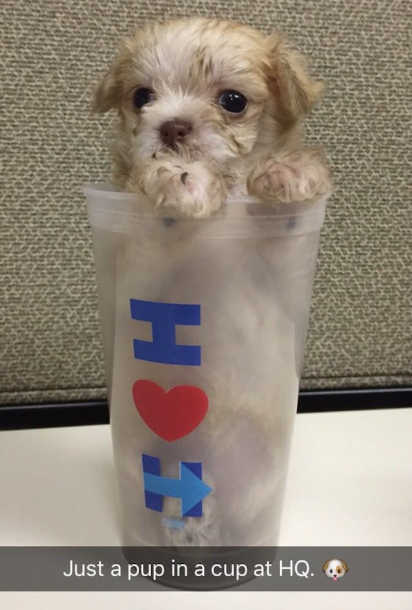 The Five Best Political Parody Accounts To Follow This Campaign Season