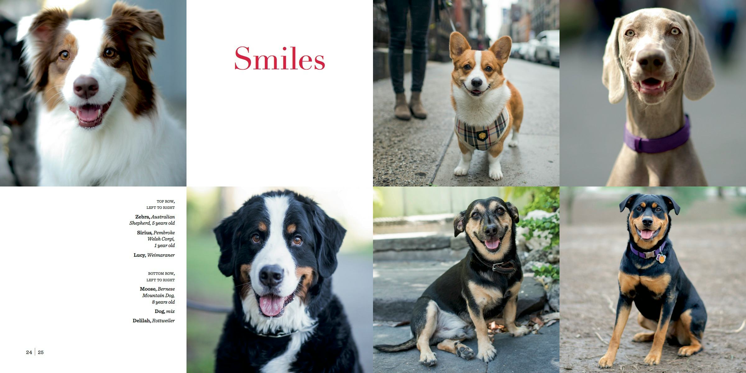 Chasing Dogs And Success: 5 Things I Learned From A Day With The Dogist