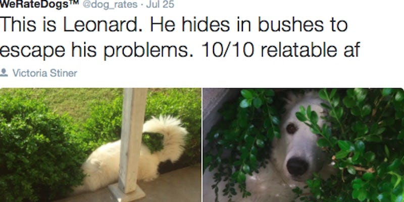 17 Dogs That Will Make You Question If Yours Really Is The Cutest