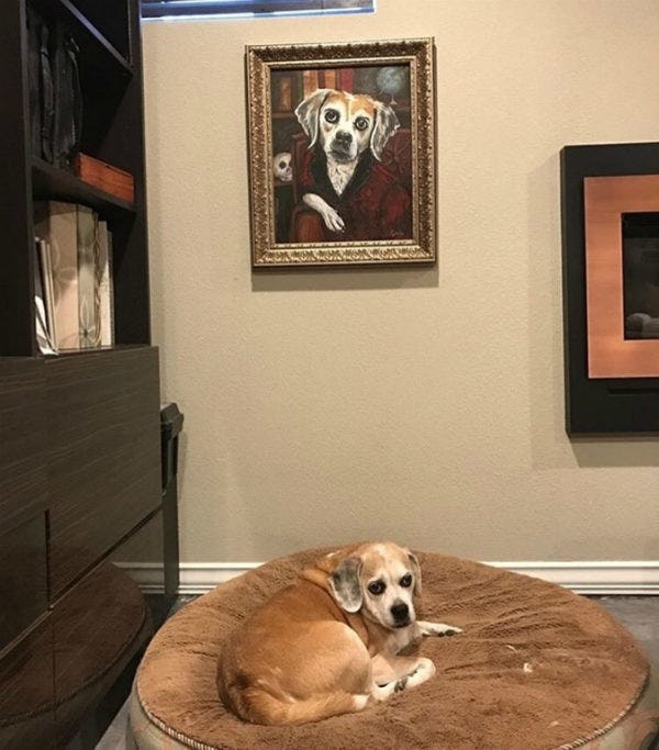 These Dogs Slayed Photoshoots And We Can't Get Enough