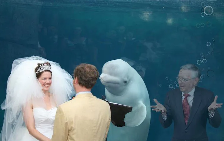 People Are Photoshopping Pic Of Beluga Whale At Wedding