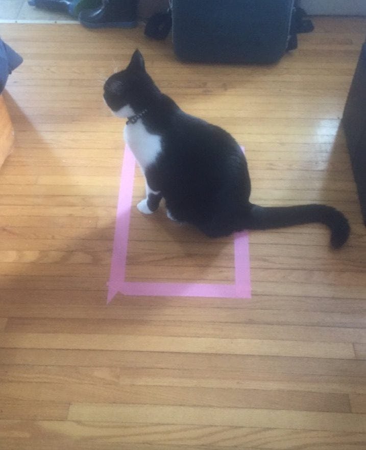 Cats Trick Owners Into Making Cozy Squares With Viral ‘Prank’