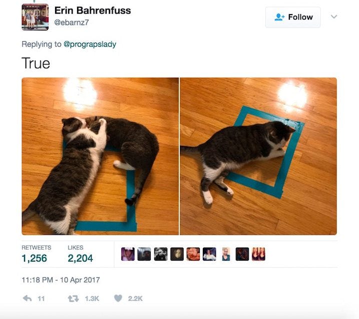 Cats Trick Owners Into Making Cozy Squares With Viral ‘Prank’