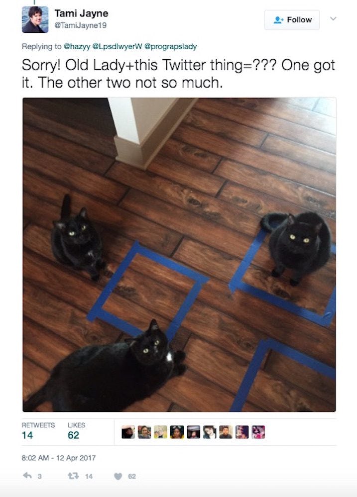 Cats Trick Owners Into Making Cozy Squares With Viral ‘Prank’