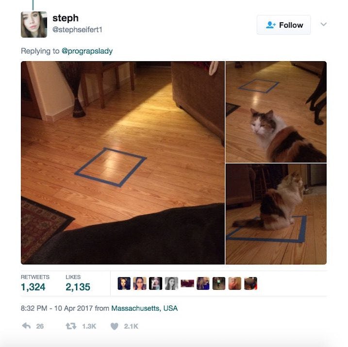 Cats Trick Owners Into Making Cozy Squares With Viral ‘Prank’