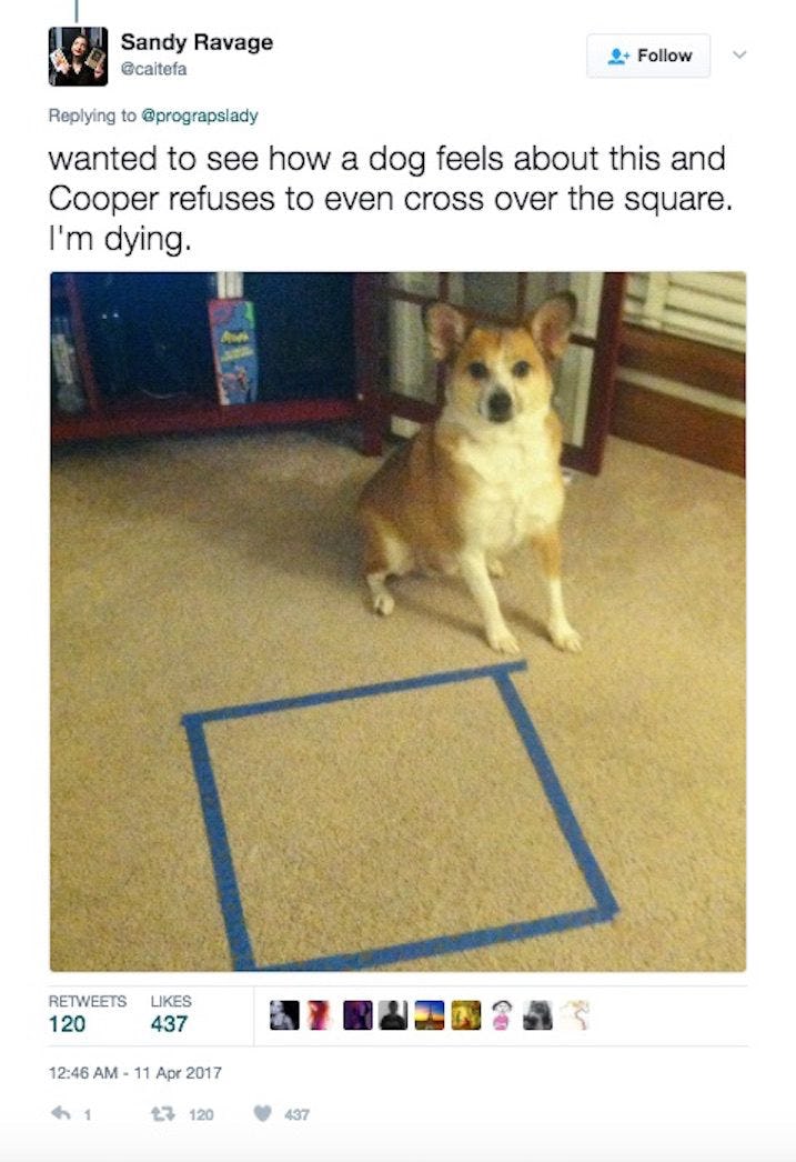 Cats Trick Owners Into Making Cozy Squares With Viral ‘Prank’