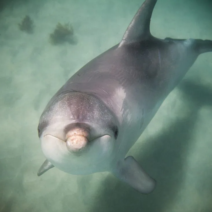 How Dolphin Genitalia Fit Together Will Blow Your Mind