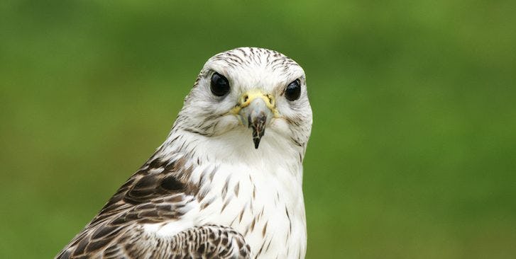 What Is Your Native American Zodiac Sign?