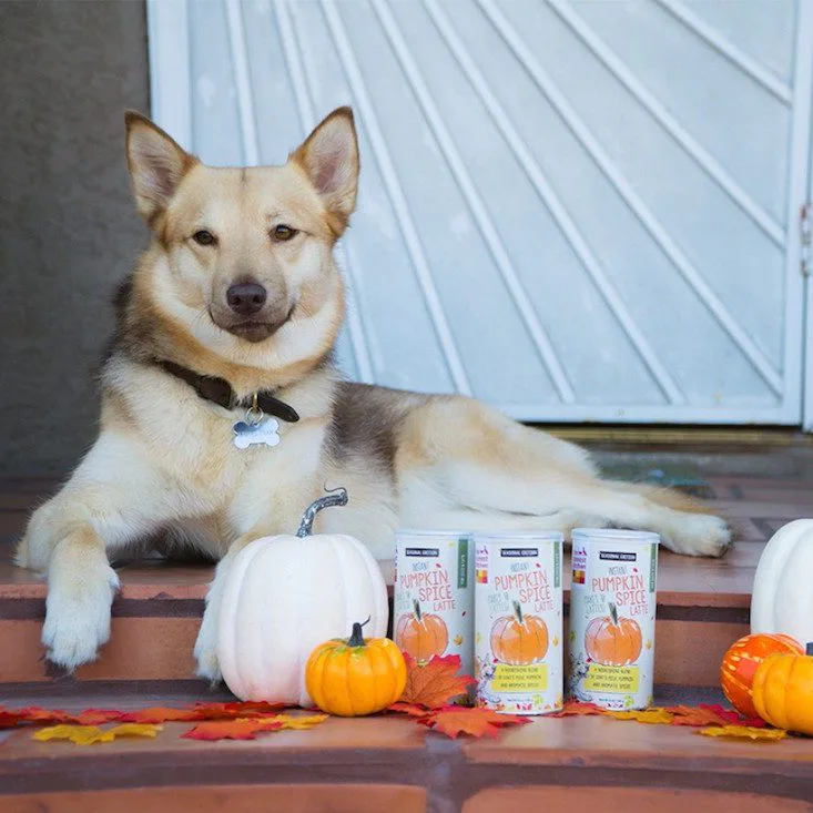 This Pumpkin Spice Latte For Your Dog Is All Of Your Basic Fall Dreams ...