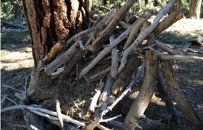 How To Build A Stick Fort In The Woods, With A Master Architect