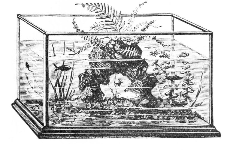 Jeanne Villepreux-Power, The Woman Who Invented The First Aquarium