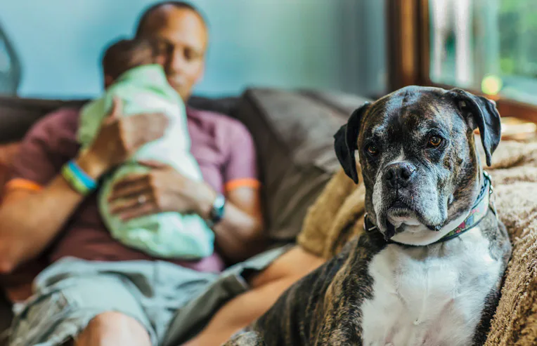 How to Introduce Your Dog to Your Baby - Fatherly