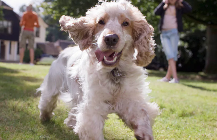 Pet Dogs Produce More Facial Expressions When Humans Are Looking at Them