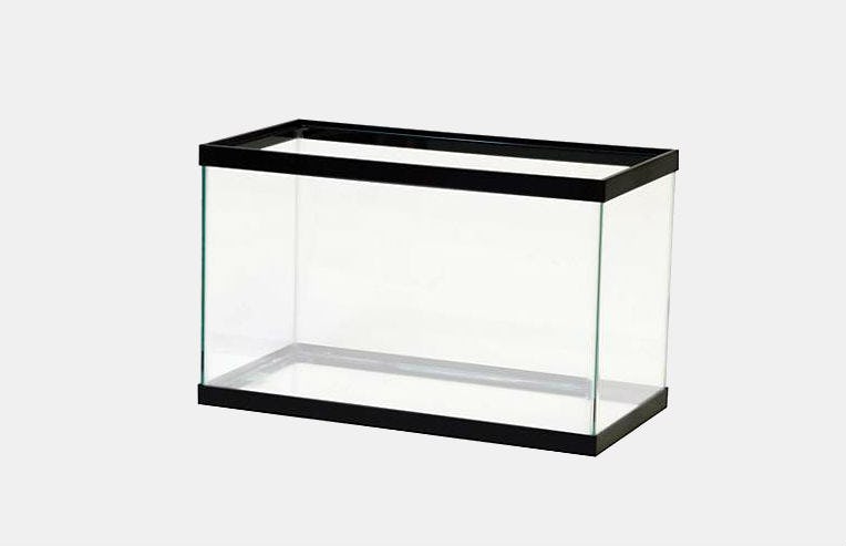 Everything You Need to Build a Fish Tank, According to an Aquarium Expert