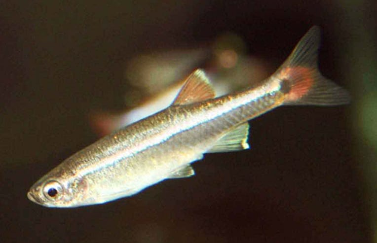 Everything You Need to Build a Fish Tank, According to an Aquarium Expert