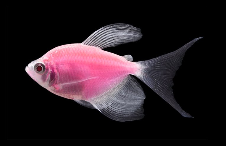 Everything You Need to Build a Fish Tank, According to an Aquarium Expert