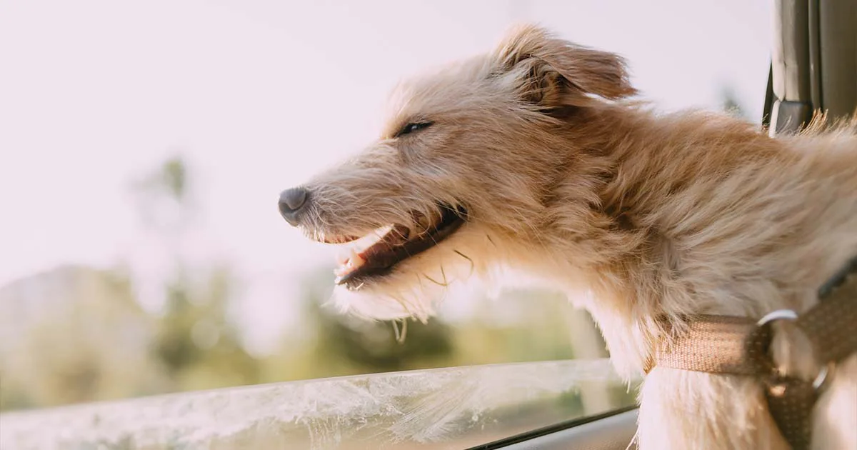 50 Badass Dog Names For Creatures Large And Small 50 Badass Dog Names For Creatures Large And Small