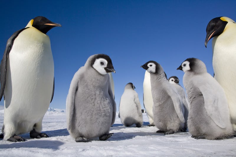 Stunning Photos of Penguins in the Wild