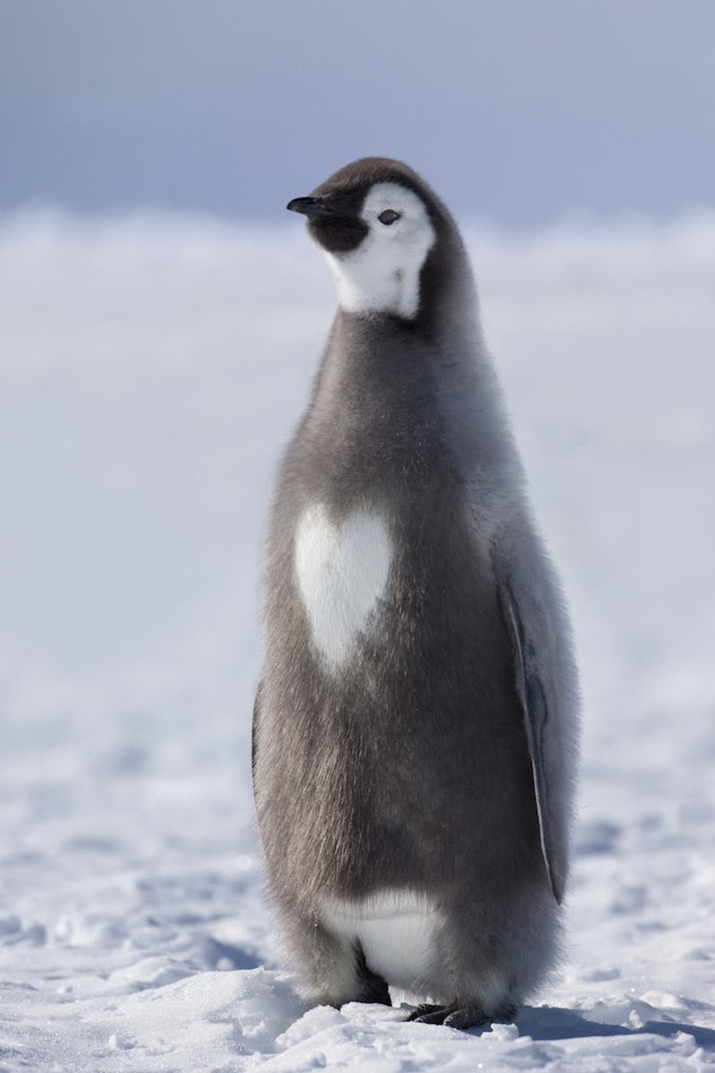Stunning Photos of Penguins in the Wild