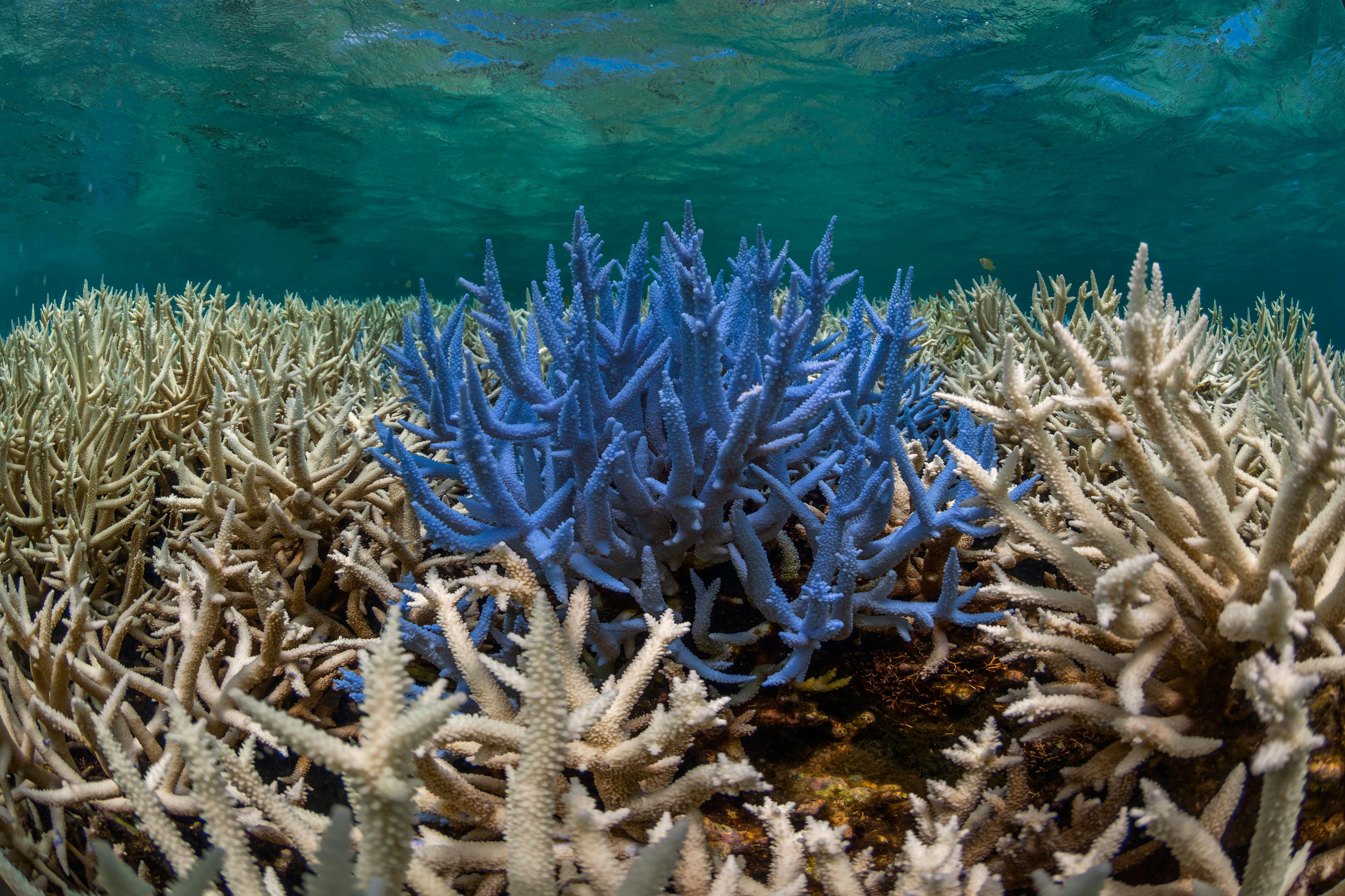 What Is Coral Bleaching? Some Reefs Glow Before They Die